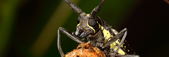 Bichos, Duelo Selvagem II - o Teu AMC