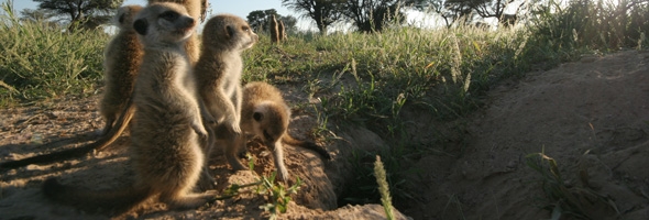 O Reino da Suricata - o Teu AMC
